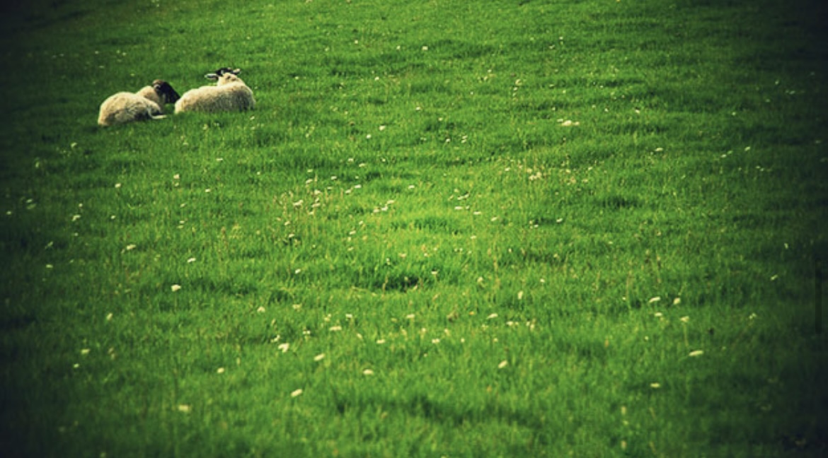 Safe Pasture – Rerouting Life